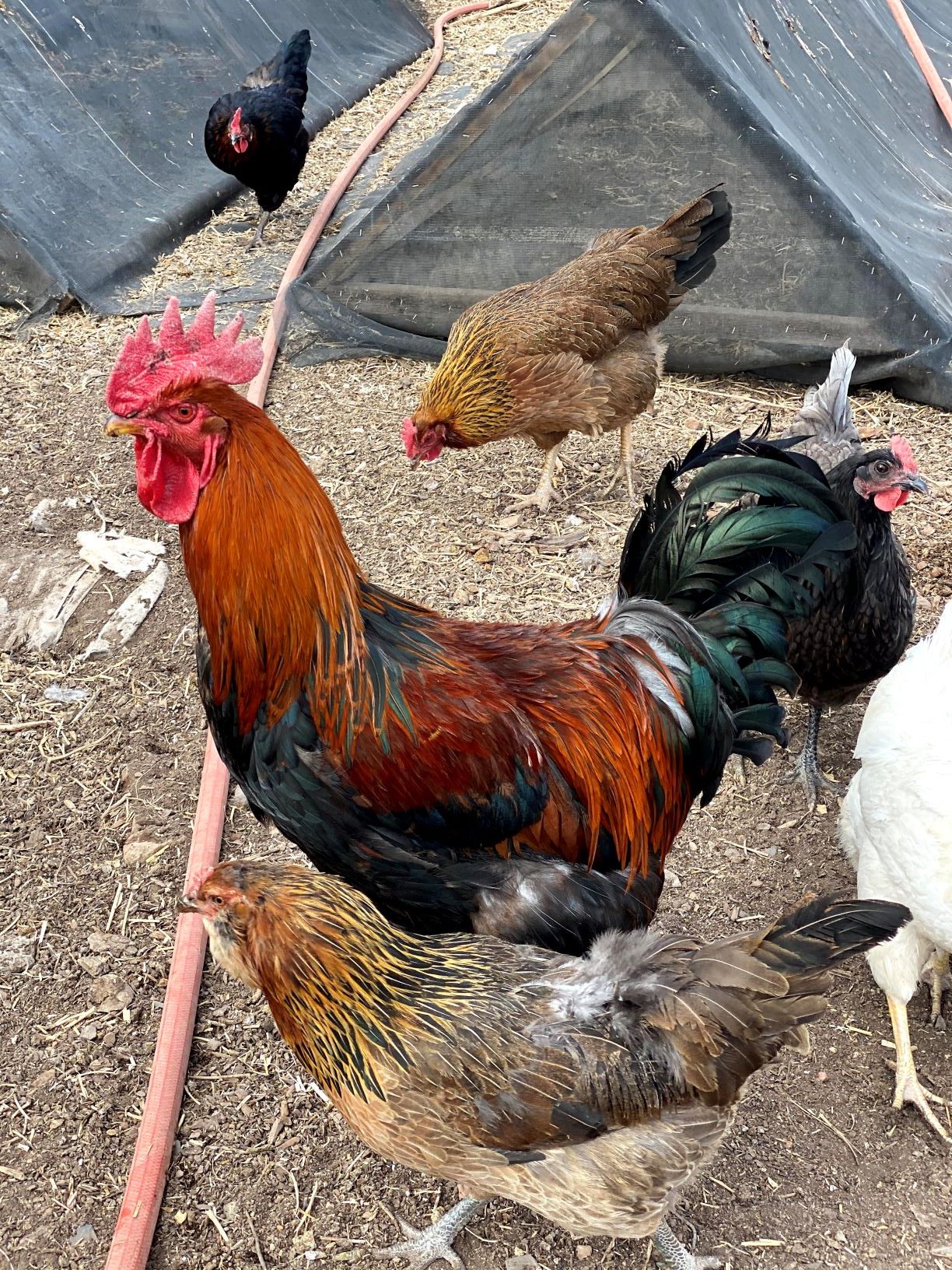 Matters of Life and Death – Wandering Mystic